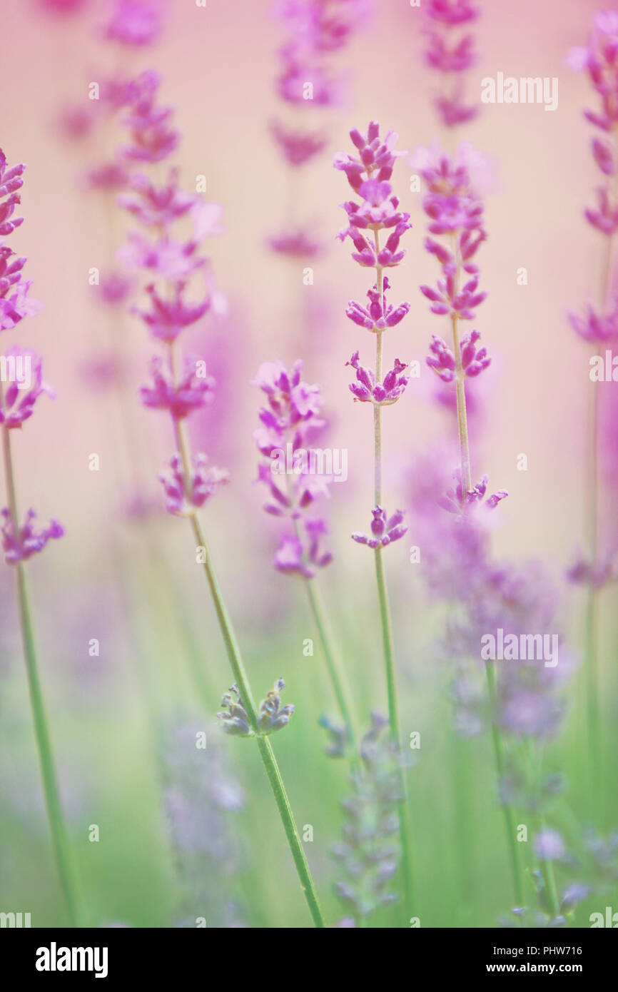 Close up lavender flowers hi-res stock photography and images - Alamy