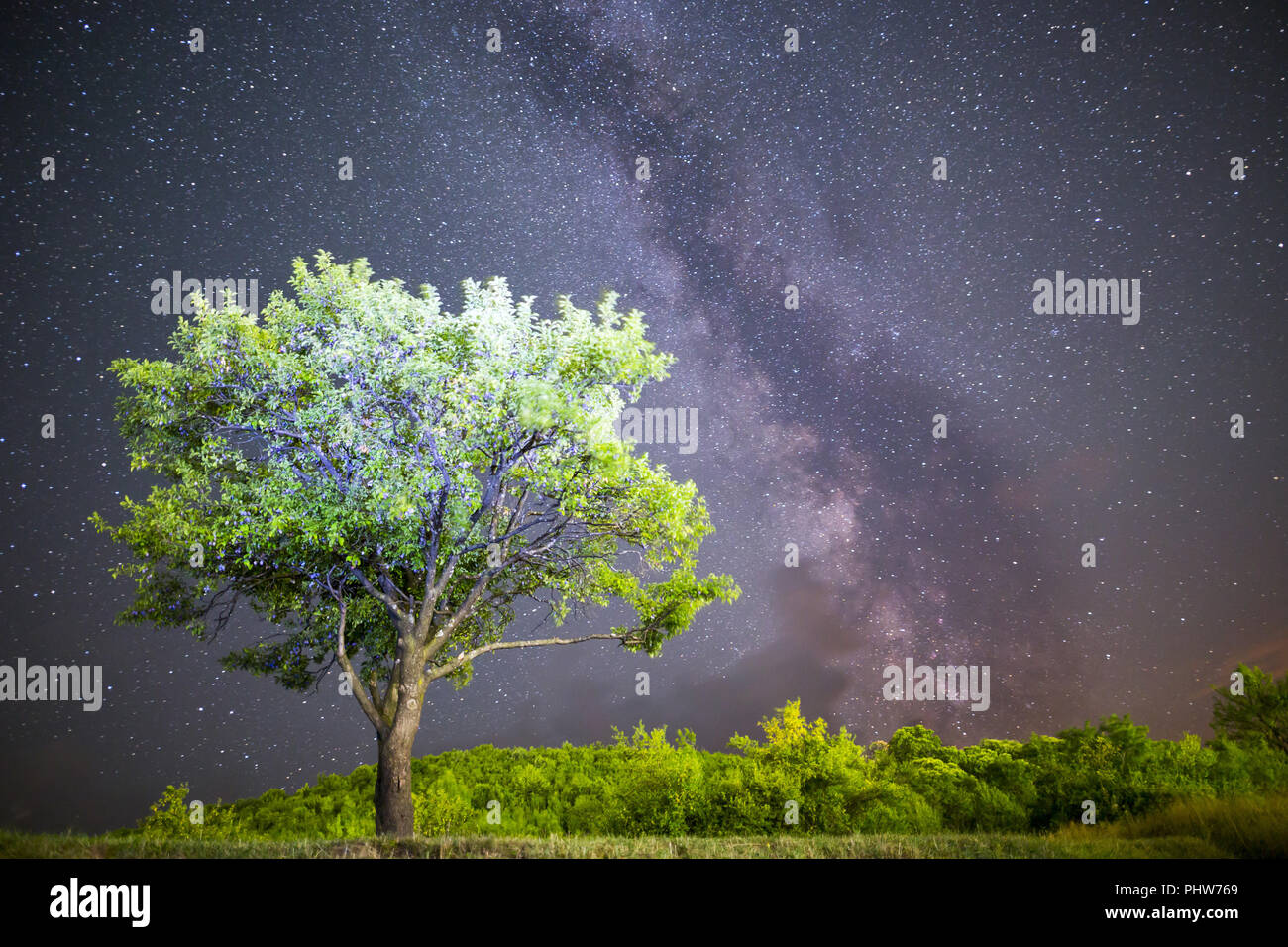 Green tree Milky way night sky Stock Photo - Alamy