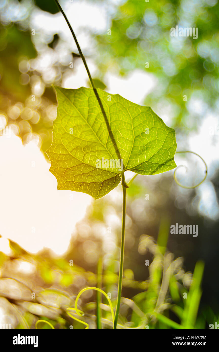 one leaf in the tree Stock Photo - Alamy