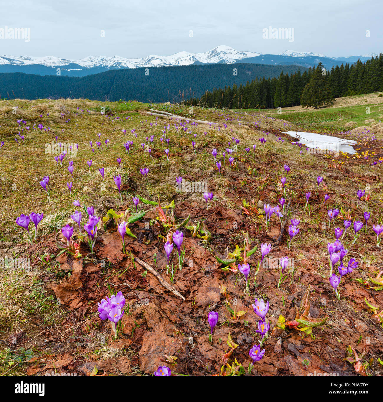 Purple Crocus flowers on spring mountain Stock Photo - Alamy