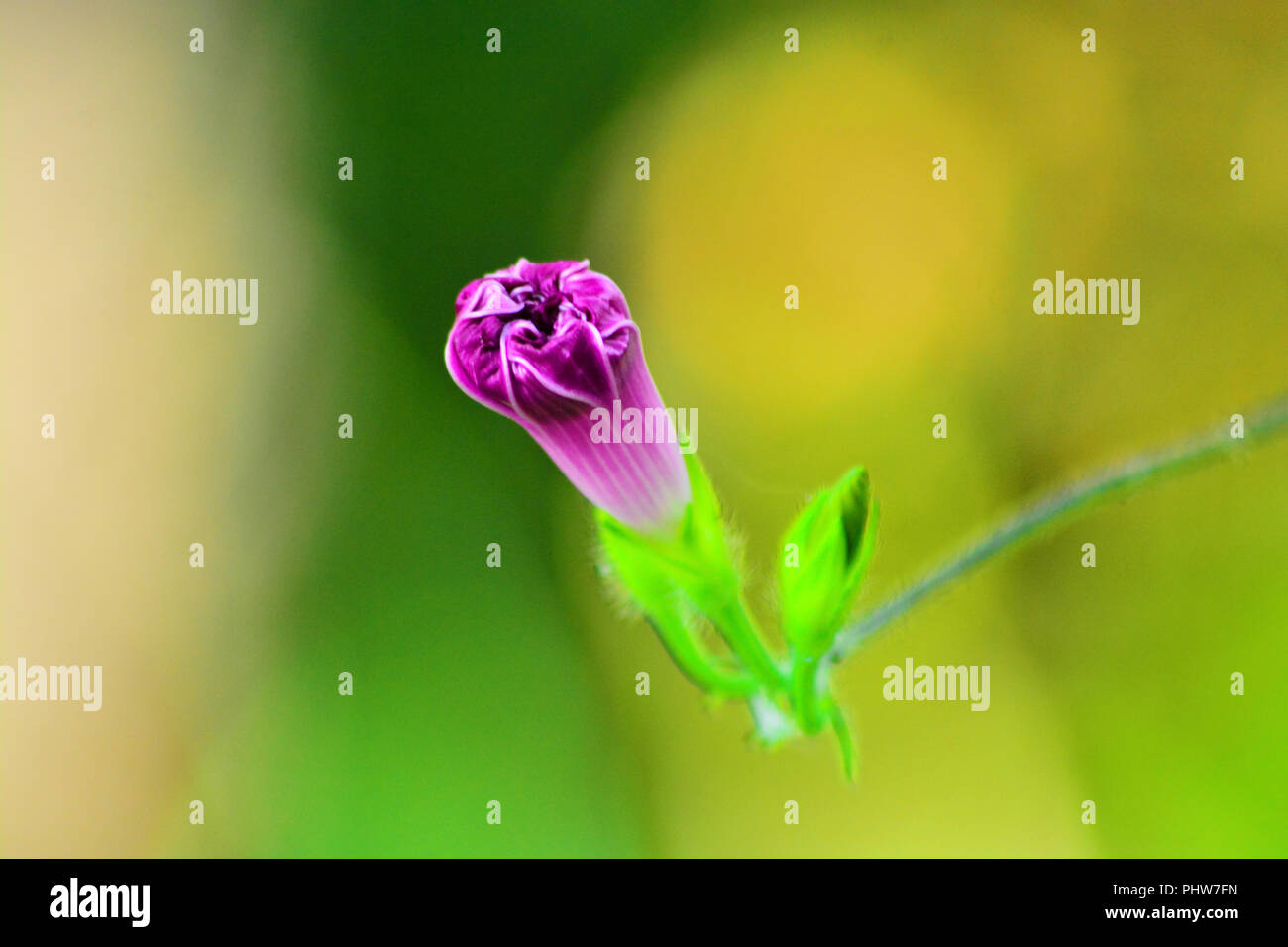 One purple flower hi-res stock photography and images - Alamy