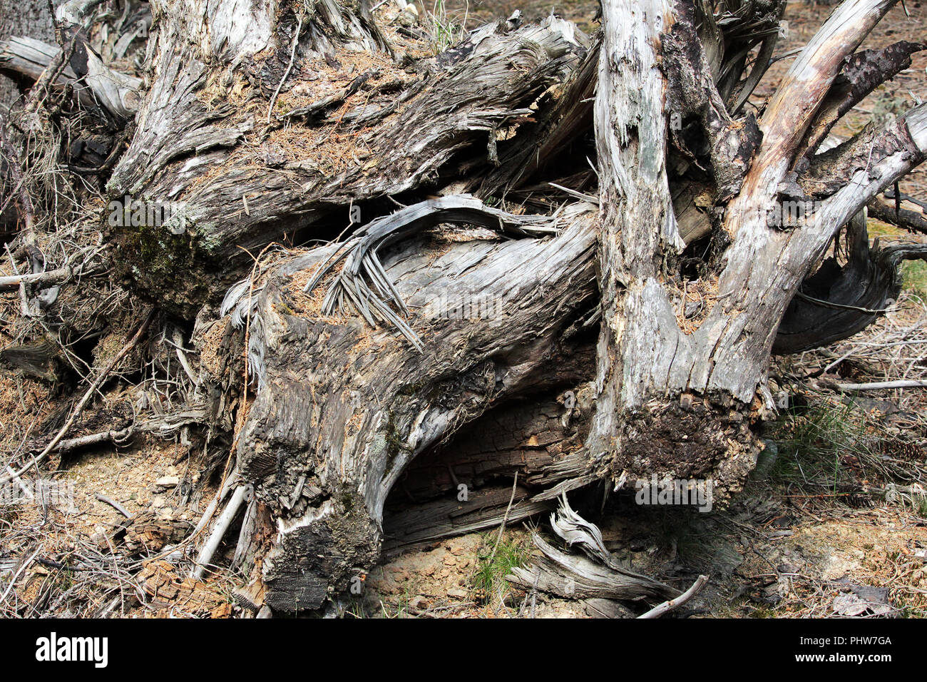 Tree root hi-res stock photography and images - Alamy