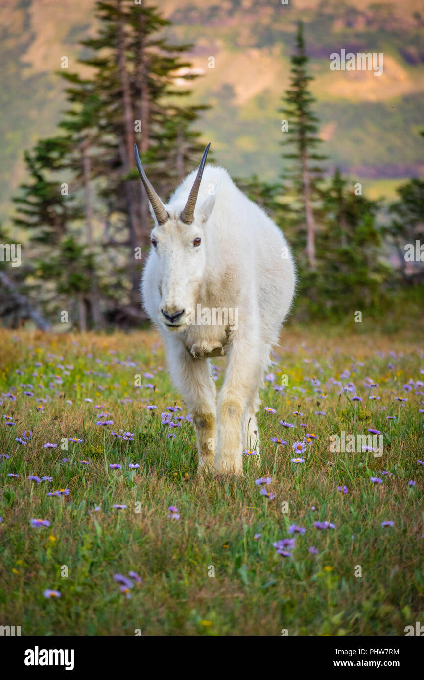 Mountain goat glacier national park hi-res stock photography and images ...