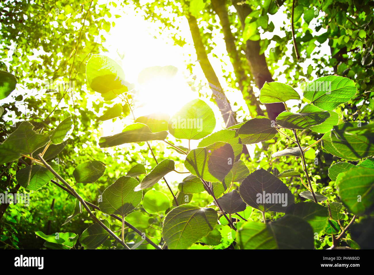 Soft treetops branch on sky and cloud. It blue sky space on middle and ...