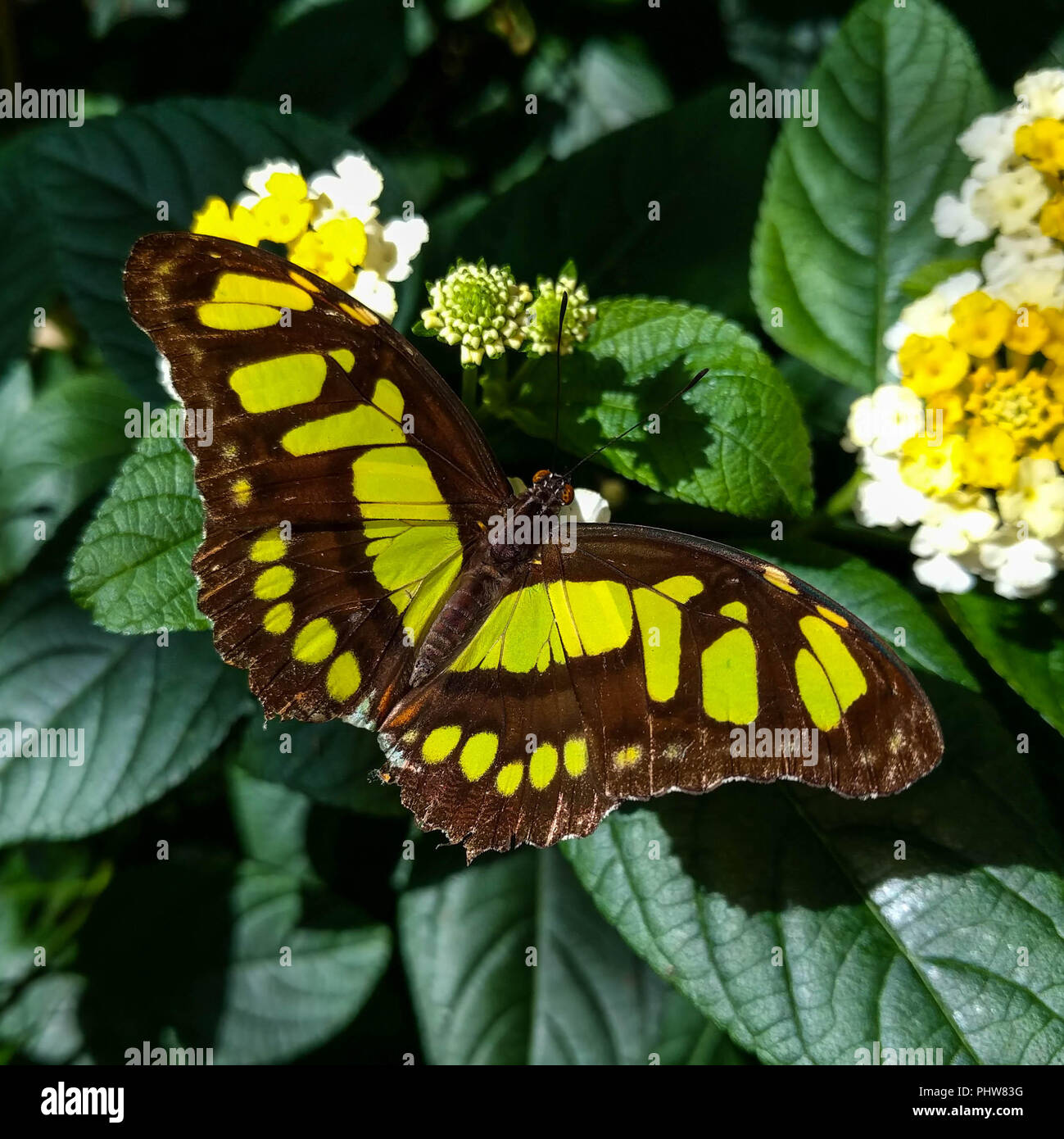 Brushfoot Butterfly High Resolution Stock Photography and Images - Alamy