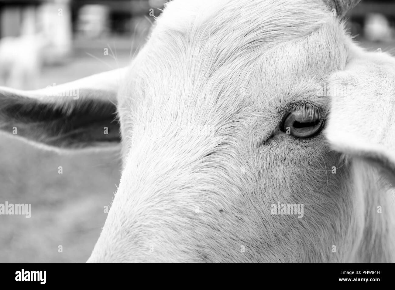 Goat pupils Black and White Stock Photos & Images - Alamy