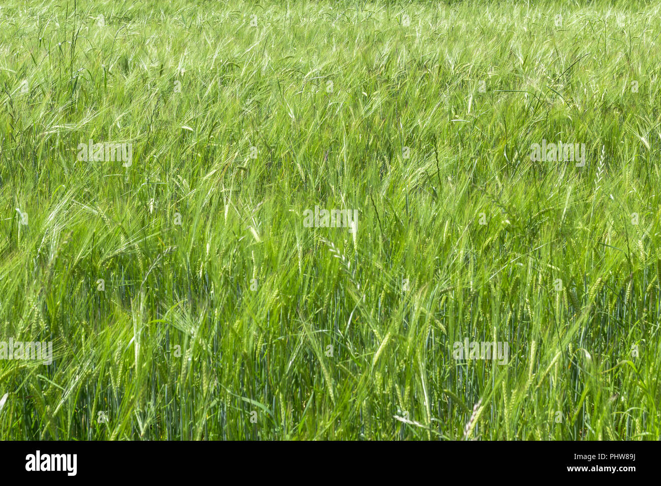 Green wheat field Stock Photo - Alamy