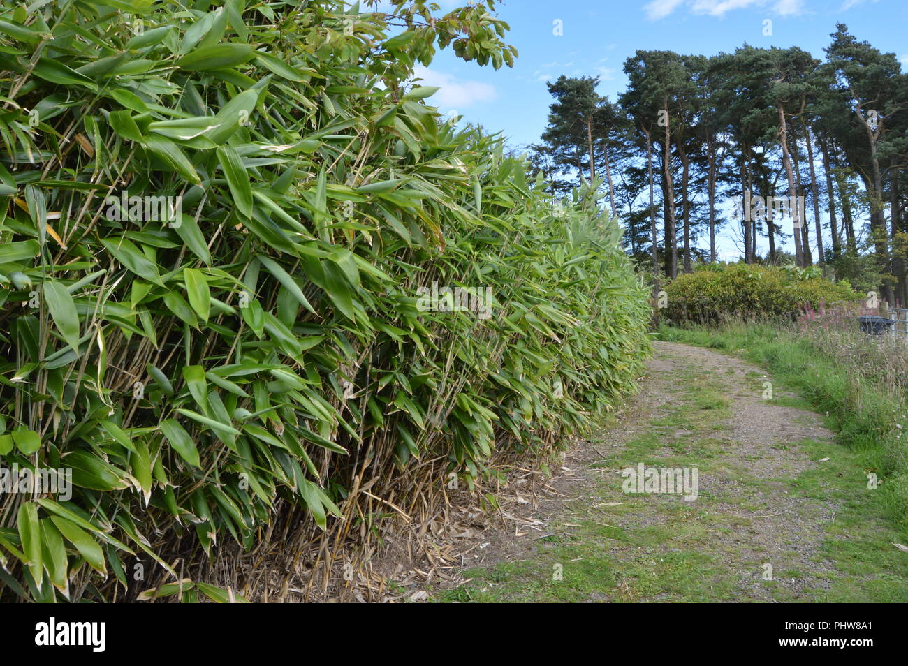 Cameron smith st andrews hi-res stock photography and images - Alamy