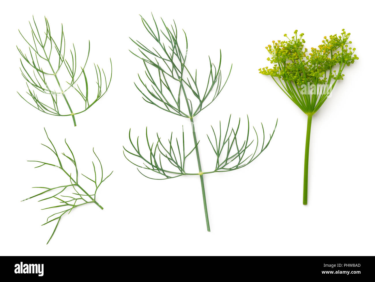 Dill branch isolated on Cut Out Stock Images & Pictures - Alamy