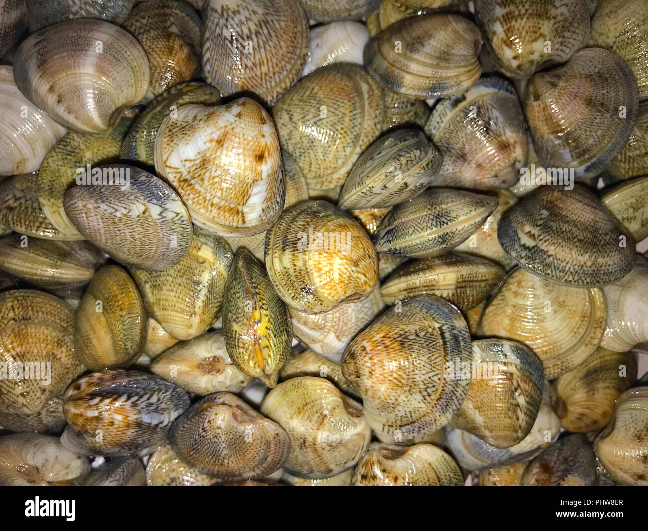 Brown seashell hi-res stock photography and images - Alamy