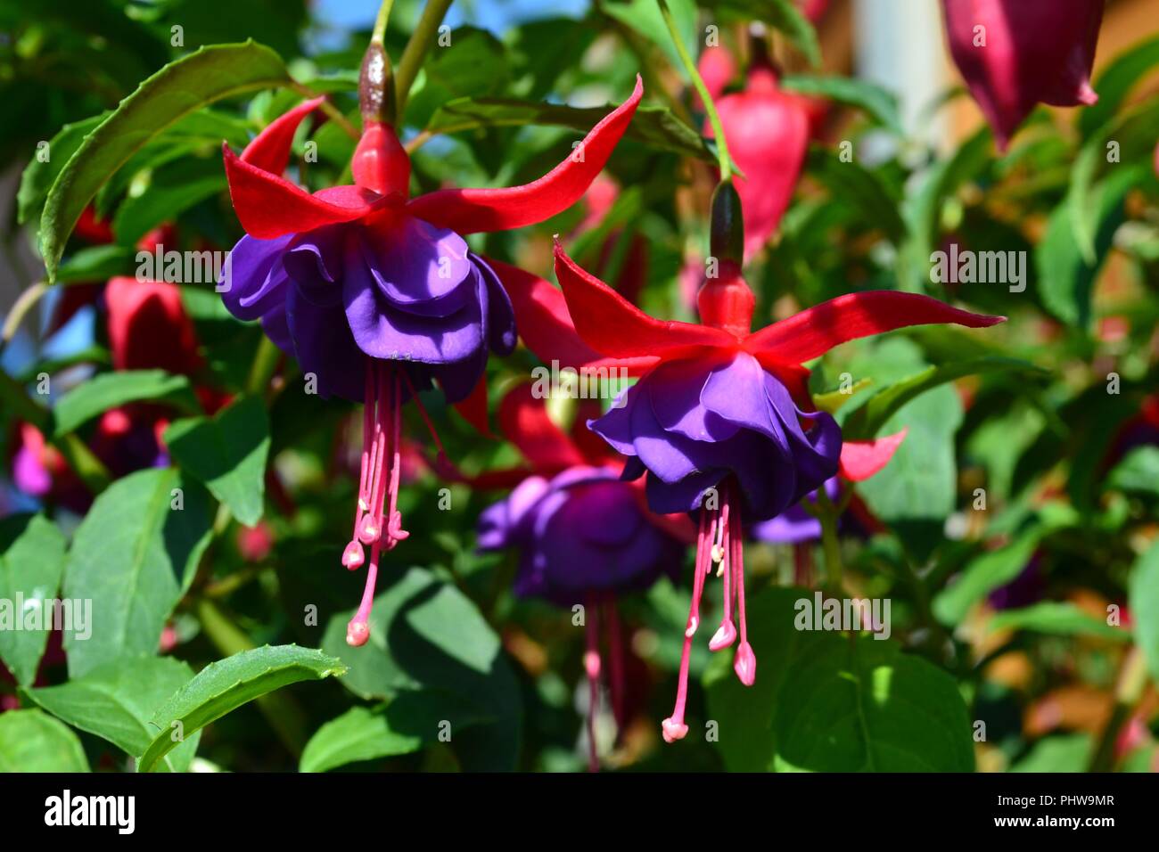 Stunning close up image of vividly coloured Fuchsias, naturally lit by ...