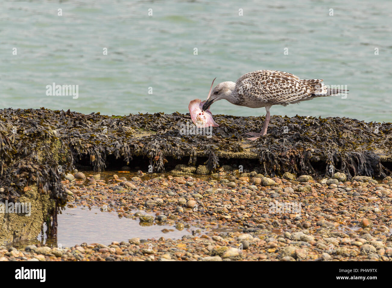 Gull eating ray.The gull tried to roll up the flat fish to swallow it ...