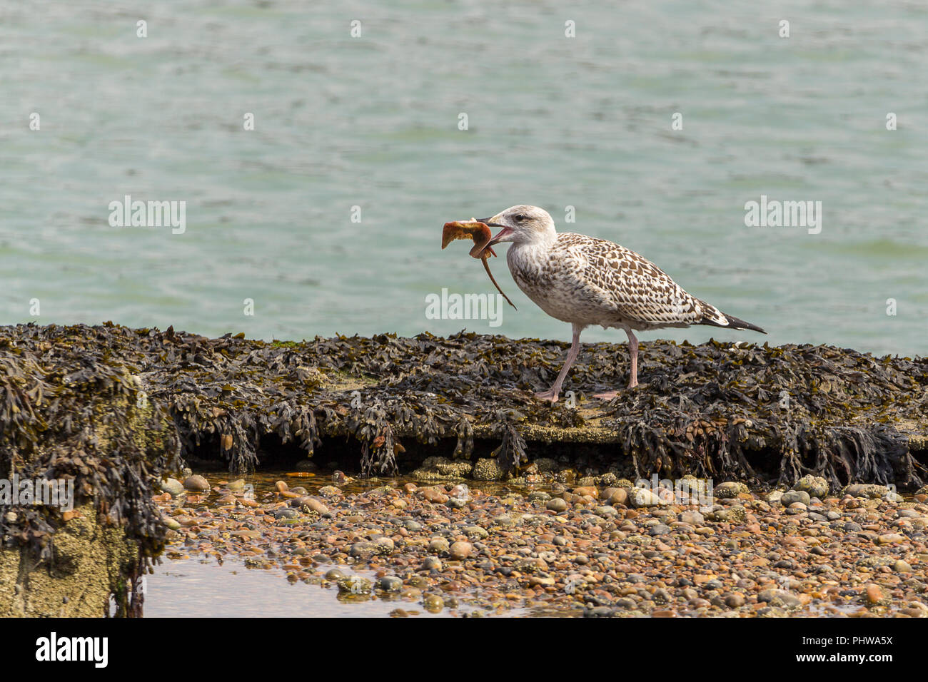 Gull eating ray.The gull tried to roll up the flat fish to swallow it ...