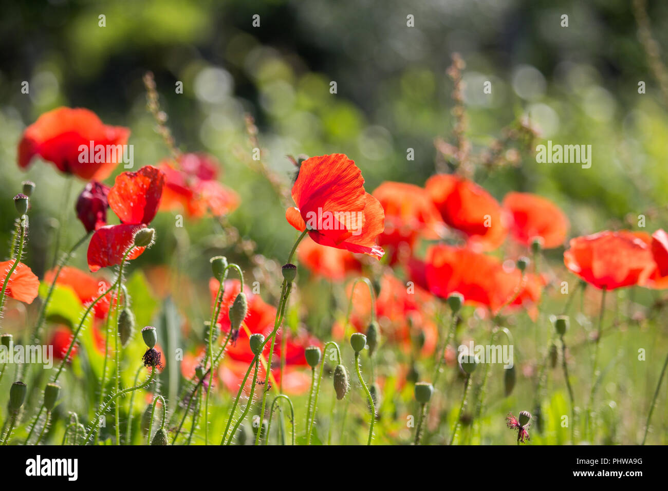 Red Papaver Flowers Stock Photo - Alamy