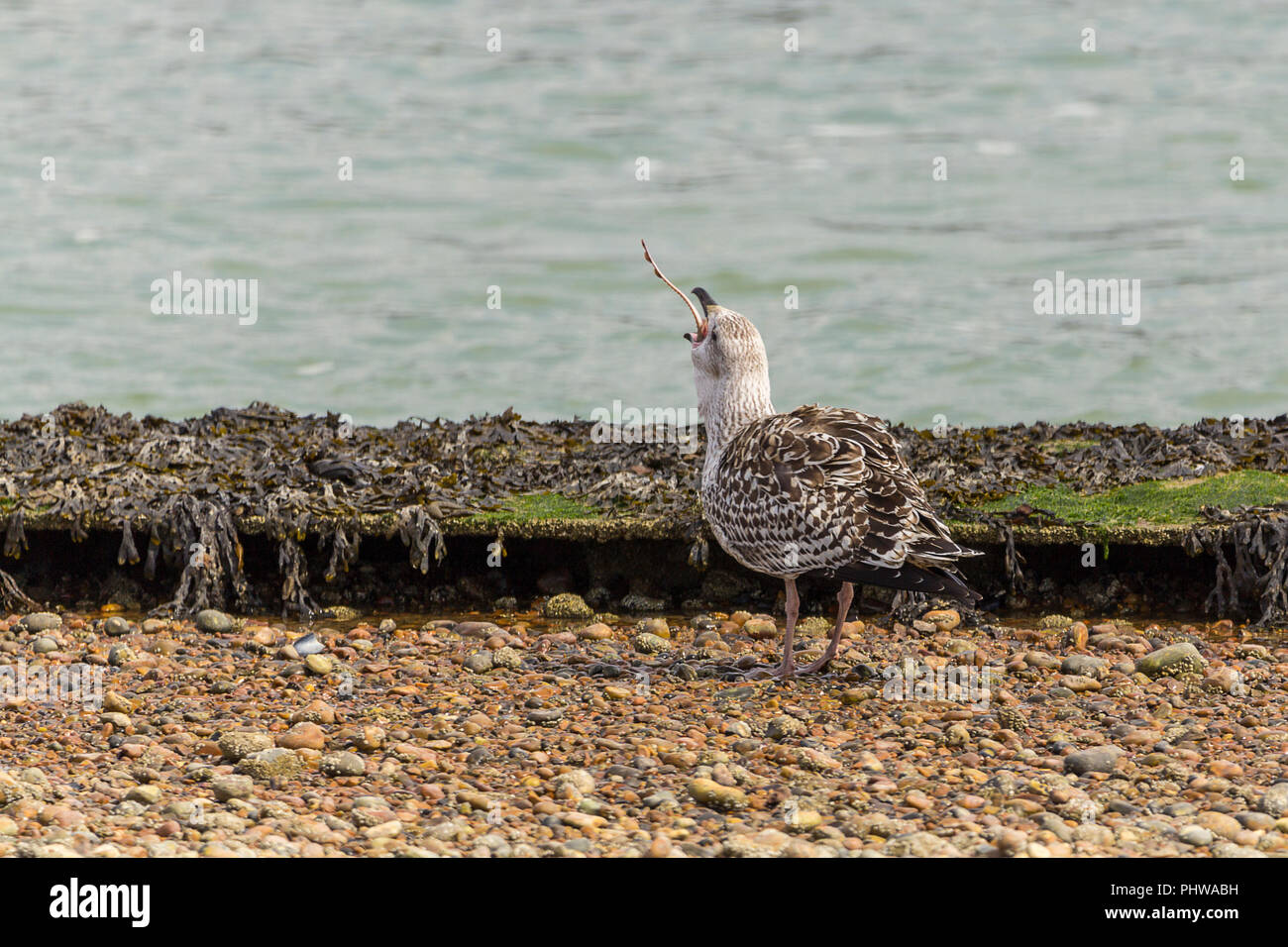 Gull eating ray.The gull tried to roll up the flat fish to swallow it ...