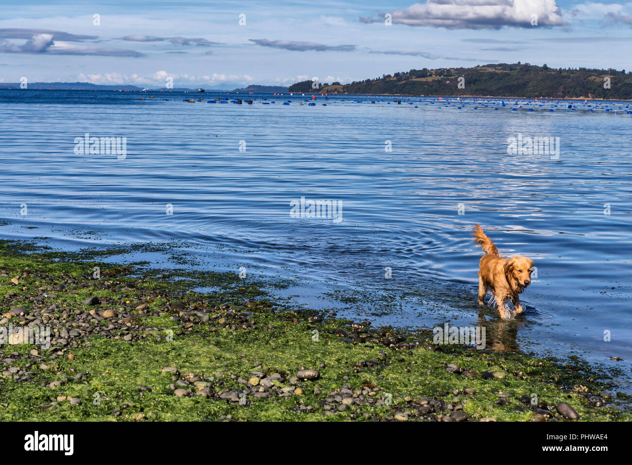 Los lagos animal hi-res stock photography and images - Alamy