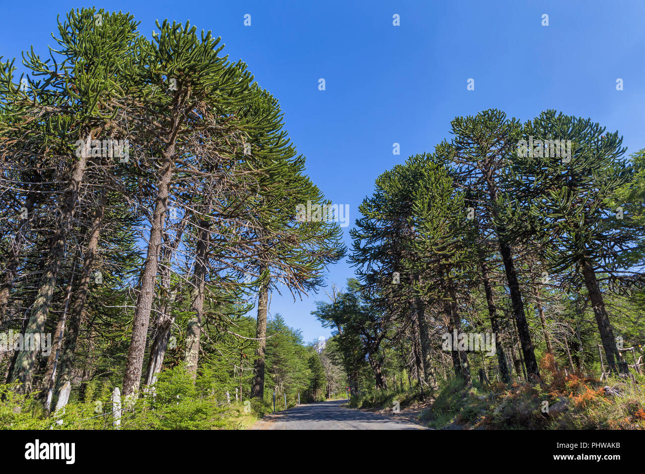 Araucaria forest, Reserva Nacional Malalcahuello-Nalcas, Araucania ...
