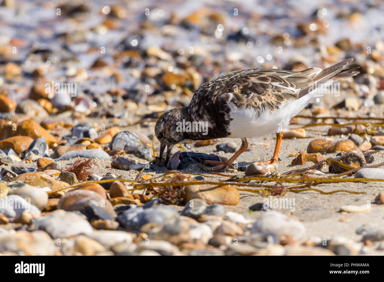 Close up view turnstone on beach small coastal wading bird hi-res stock ...
