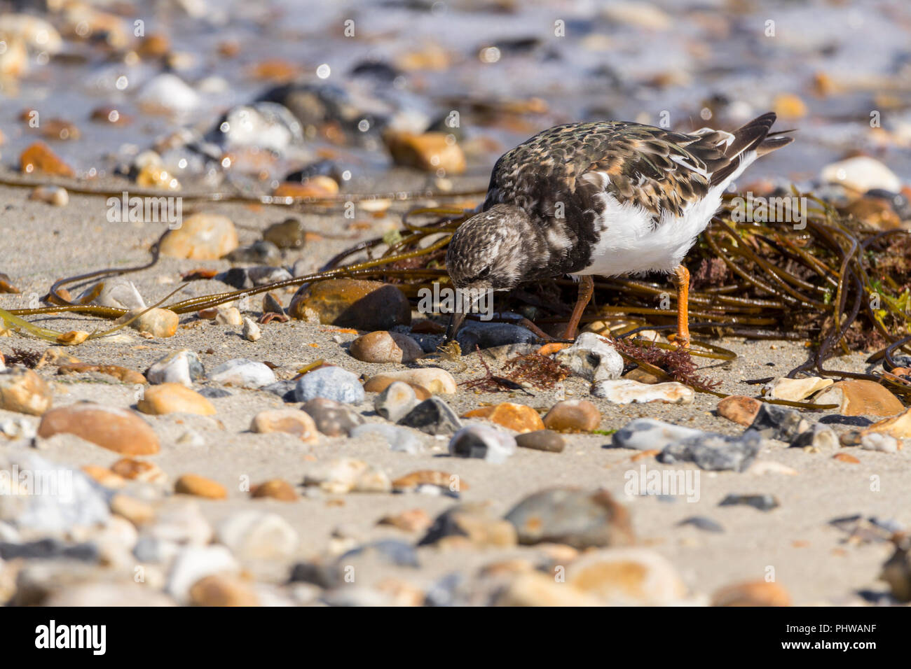 Close up view turnstone on beach small coastal wading bird hi-res stock ...