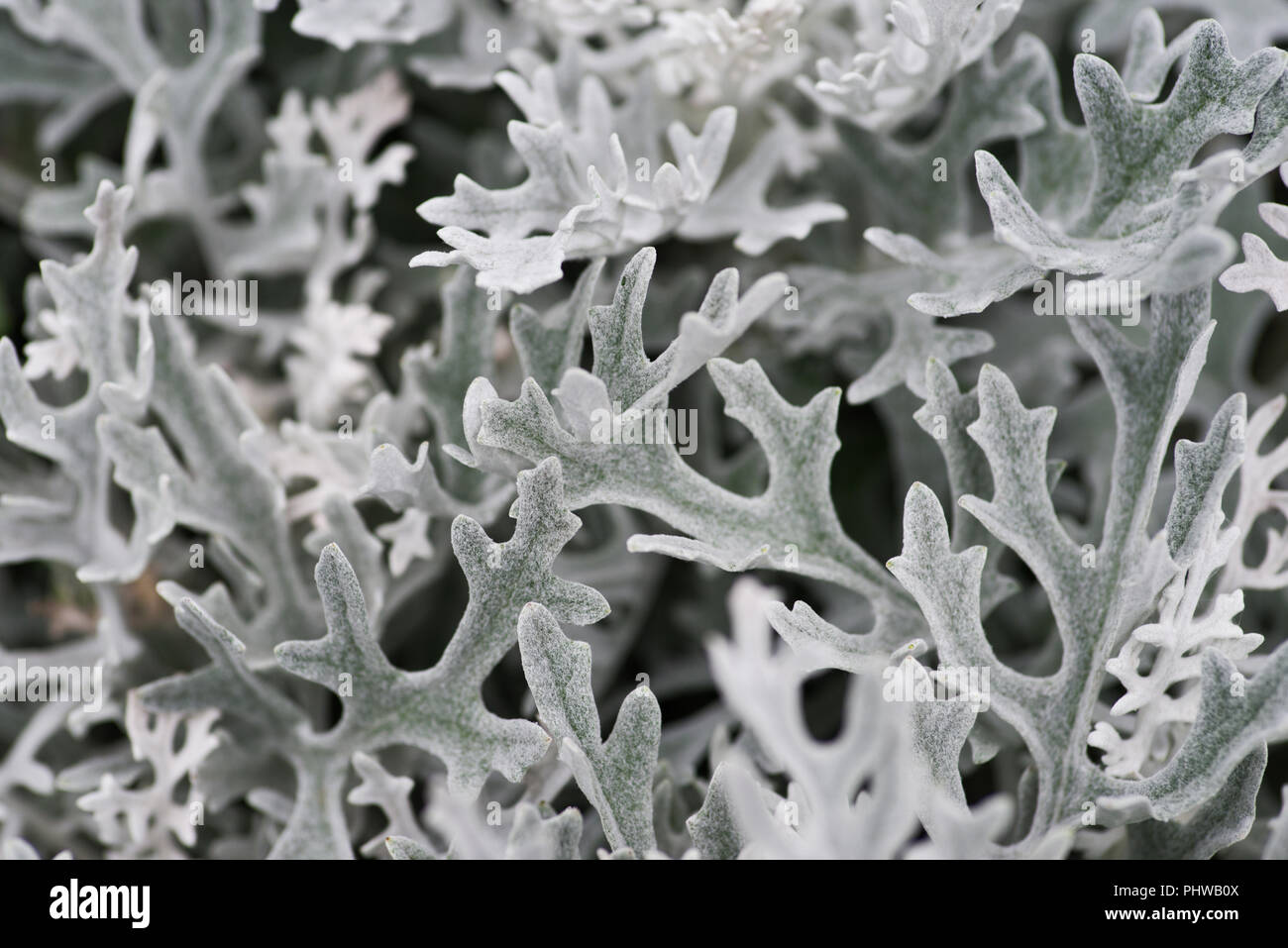 Macro shot of Senecio Cineraria, Silver Dust, Dusty Miller, Aster ...