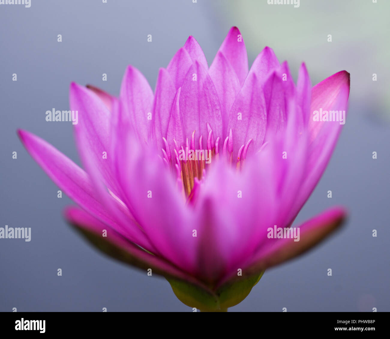 Lily Crazy High Resolution Stock Photography and Images - Alamy