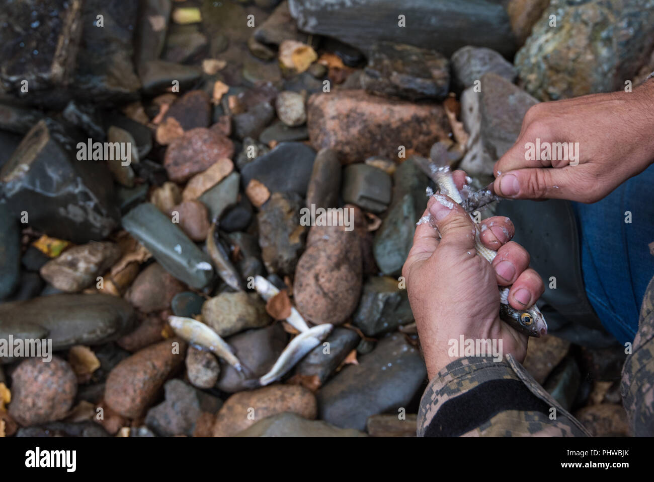 Fisherman cleaning freshwater fish hi-res stock photography and images ...