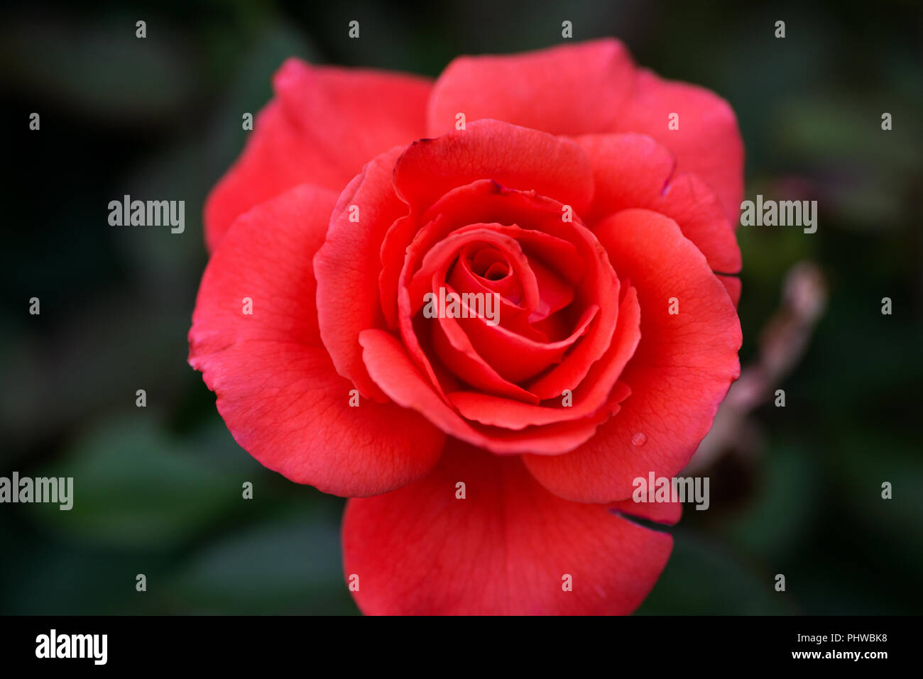 Mister Lincoln, large flowered (hybrid tea) bush rose in botanic garden ...