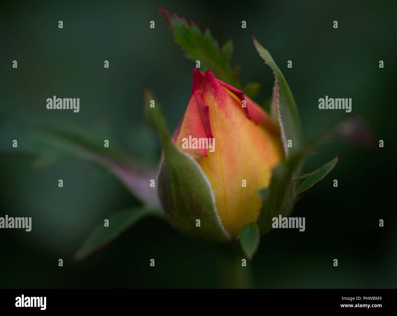Macro shot of the Peace rose, formally Rosa 'Madame A. Meilland'. Bud ...