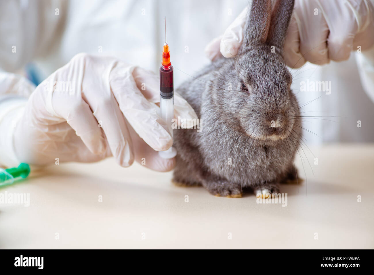 Vet doctor checking up rabbit in his clinic Stock Photo - Alamy