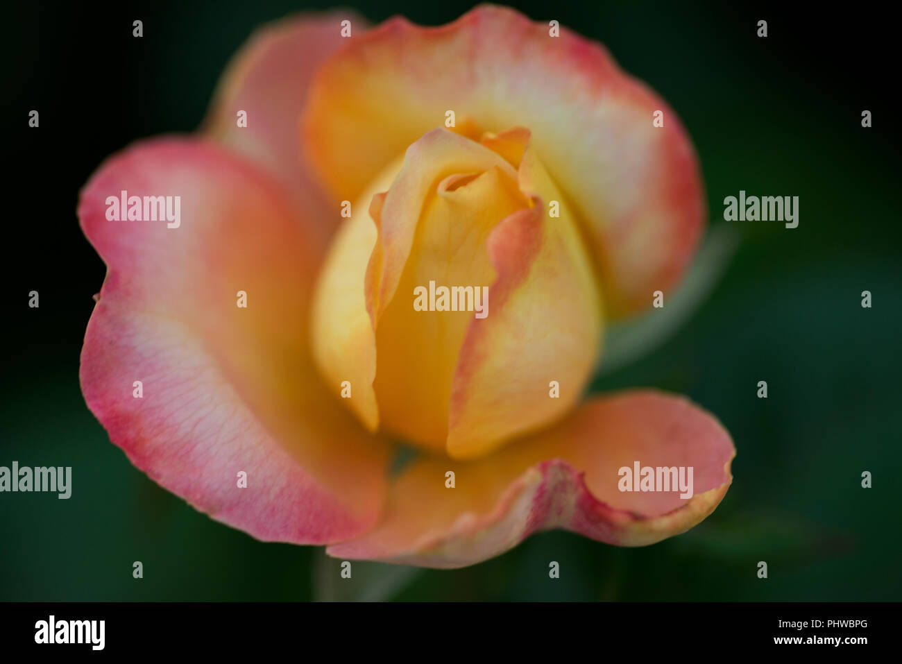 Macro shot of the Peace rose, formally Rosa 'Madame A. Meilland'. Bud ...