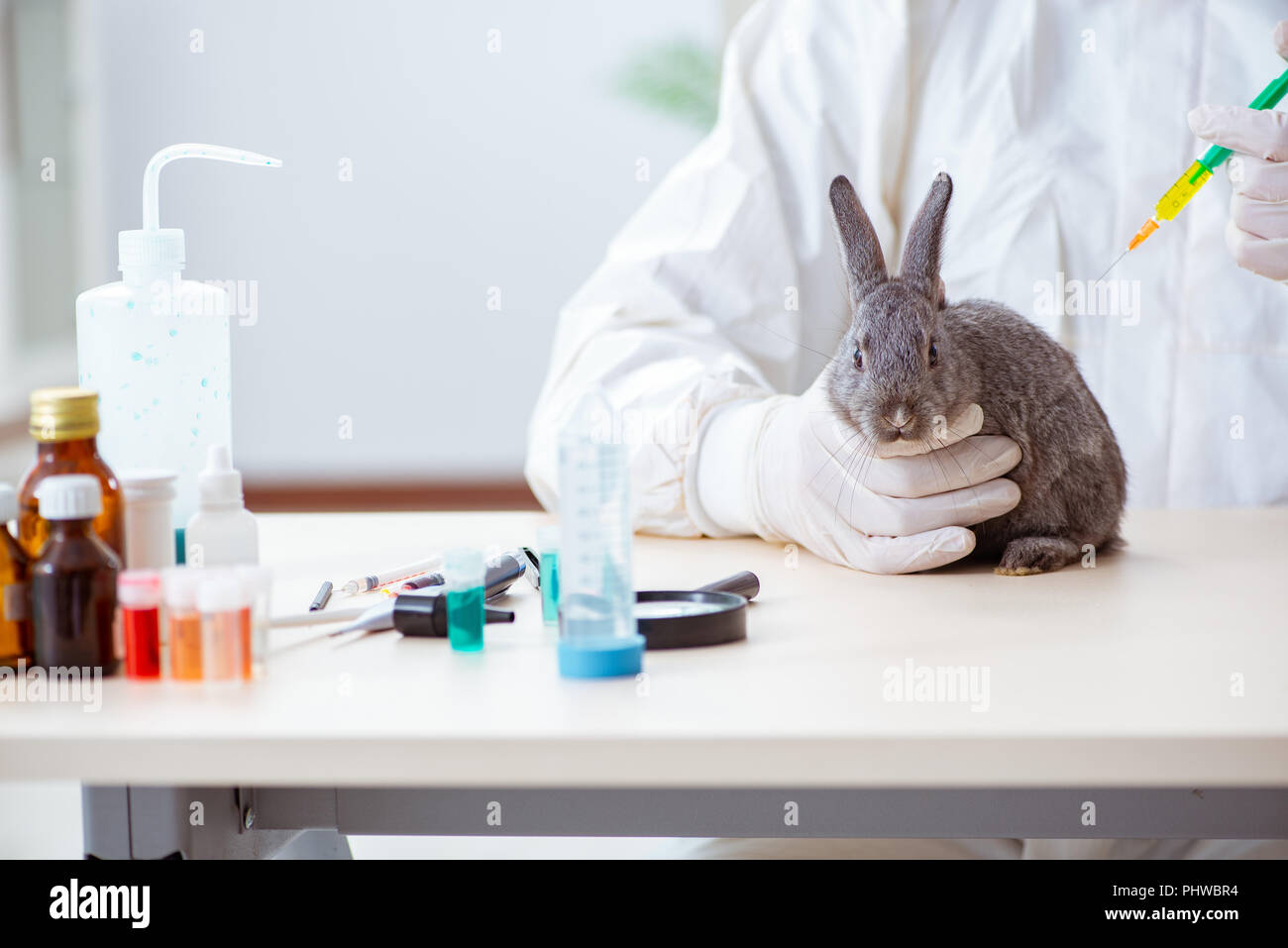 Vet doctor checking up rabbit in his clinic Stock Photo - Alamy
