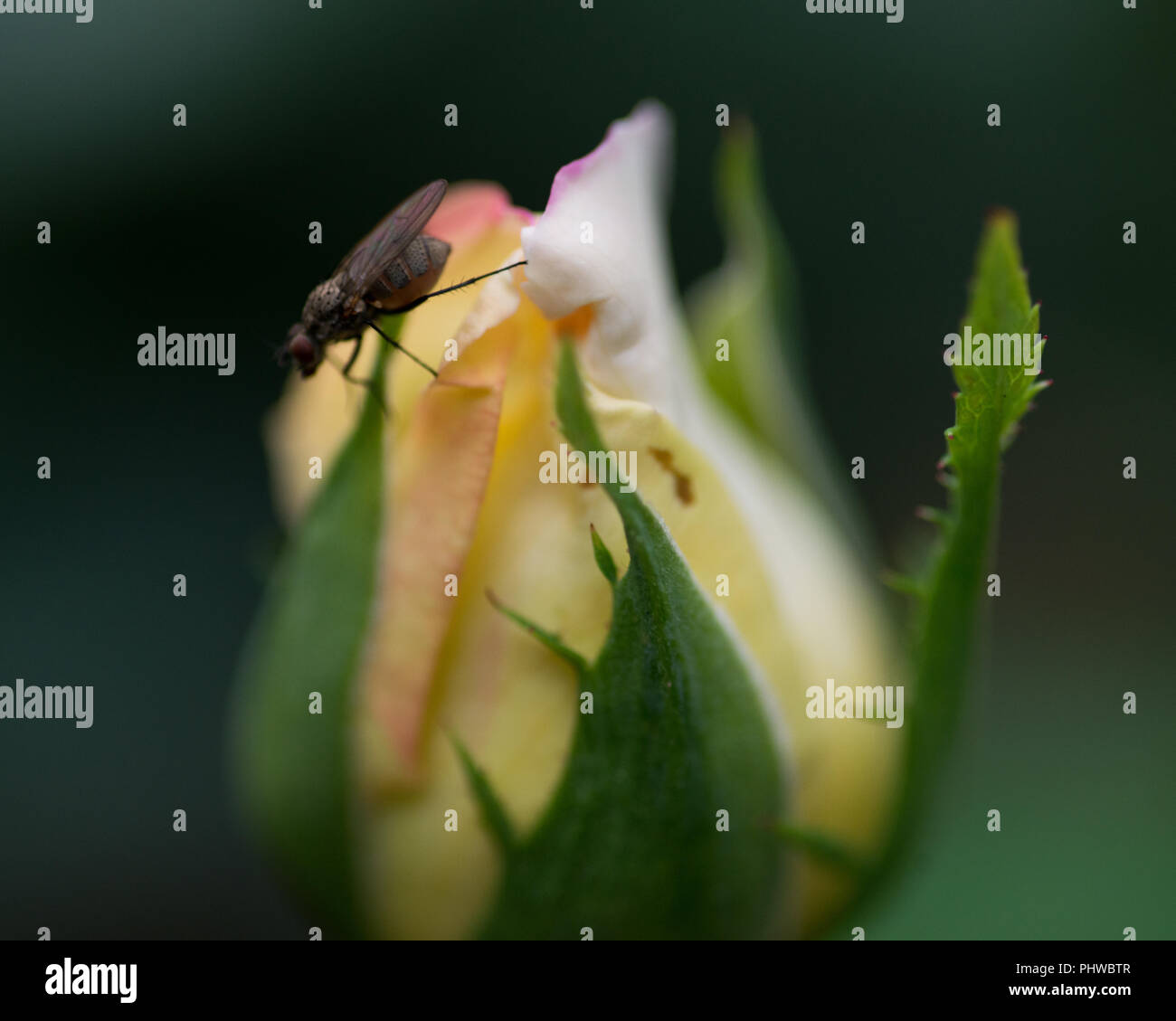 Macro shot of the Peace rose, formally Rosa 'Madame A. Meilland'. Bud ...