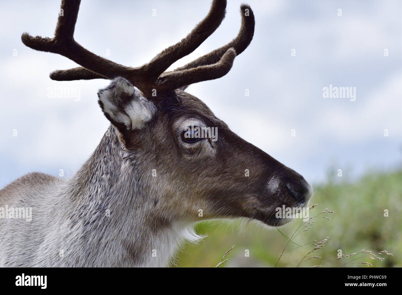 Scandinavian tundra reindeer hi-res stock photography and images - Alamy
