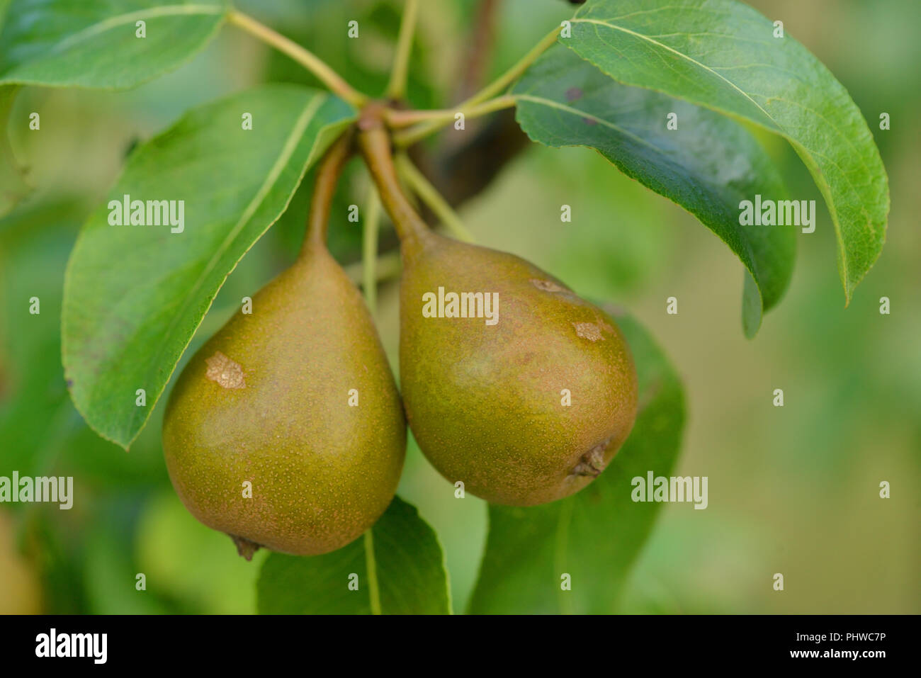 Wirtschaftsbirne hi-res stock photography and images - Alamy