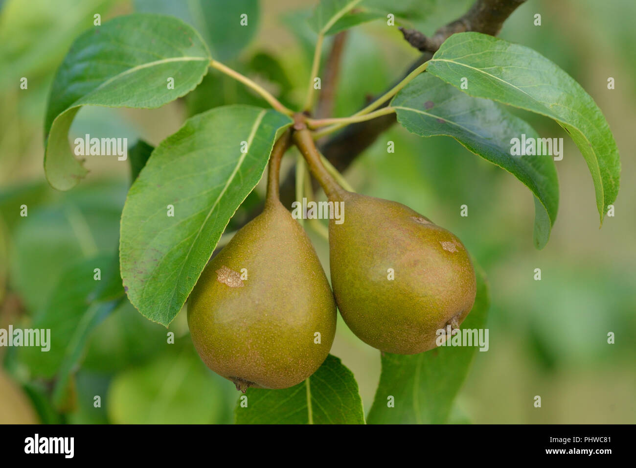 Pear region hi-res stock photography and images - Alamy