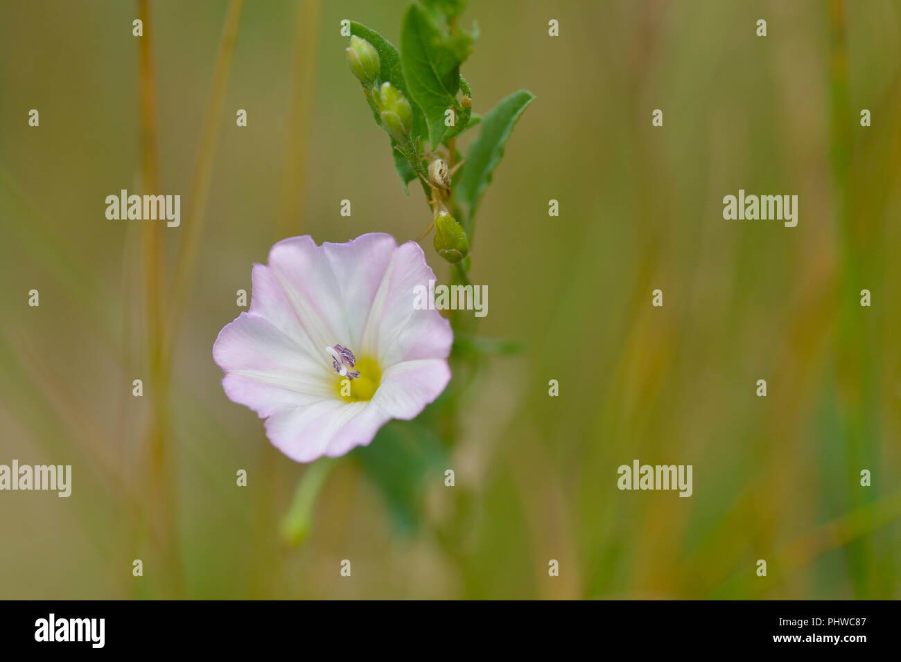 Convolvulus arvensis Stock Photo - Alamy Convolvulus arvensis Stock Photo - Alamy