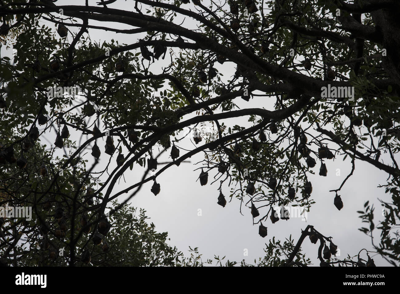 Bat tree hi-res stock photography and images - Alamy