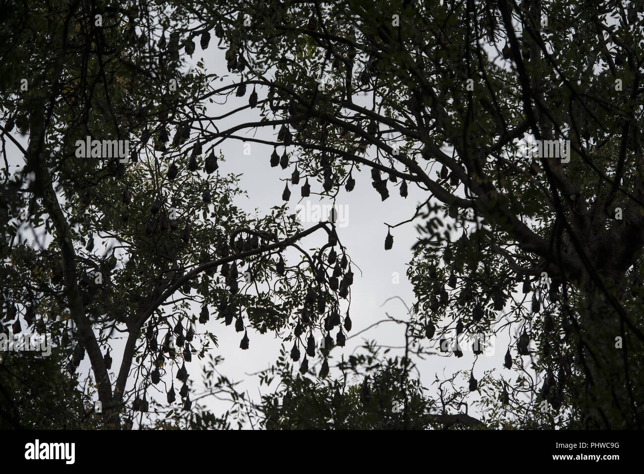 Bat tree hi-res stock photography and images - Alamy