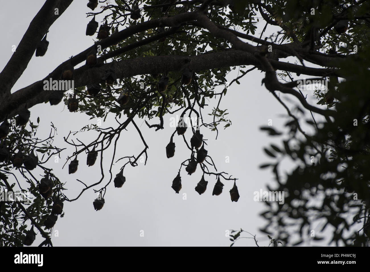 Bat tree hi-res stock photography and images - Alamy