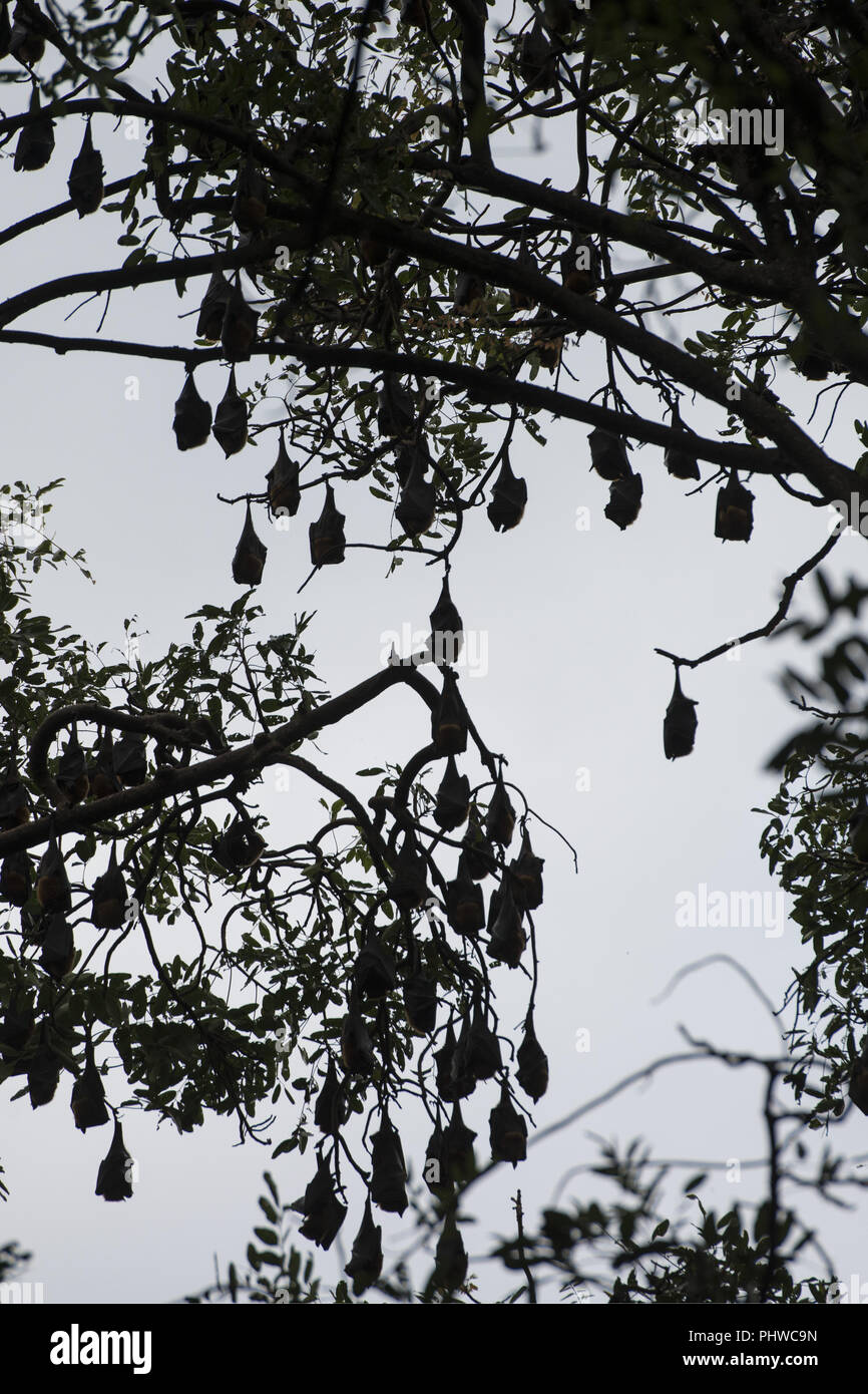 CAMBODIA KAMPONG THOM BAT TREE Stock Photo - Alamy