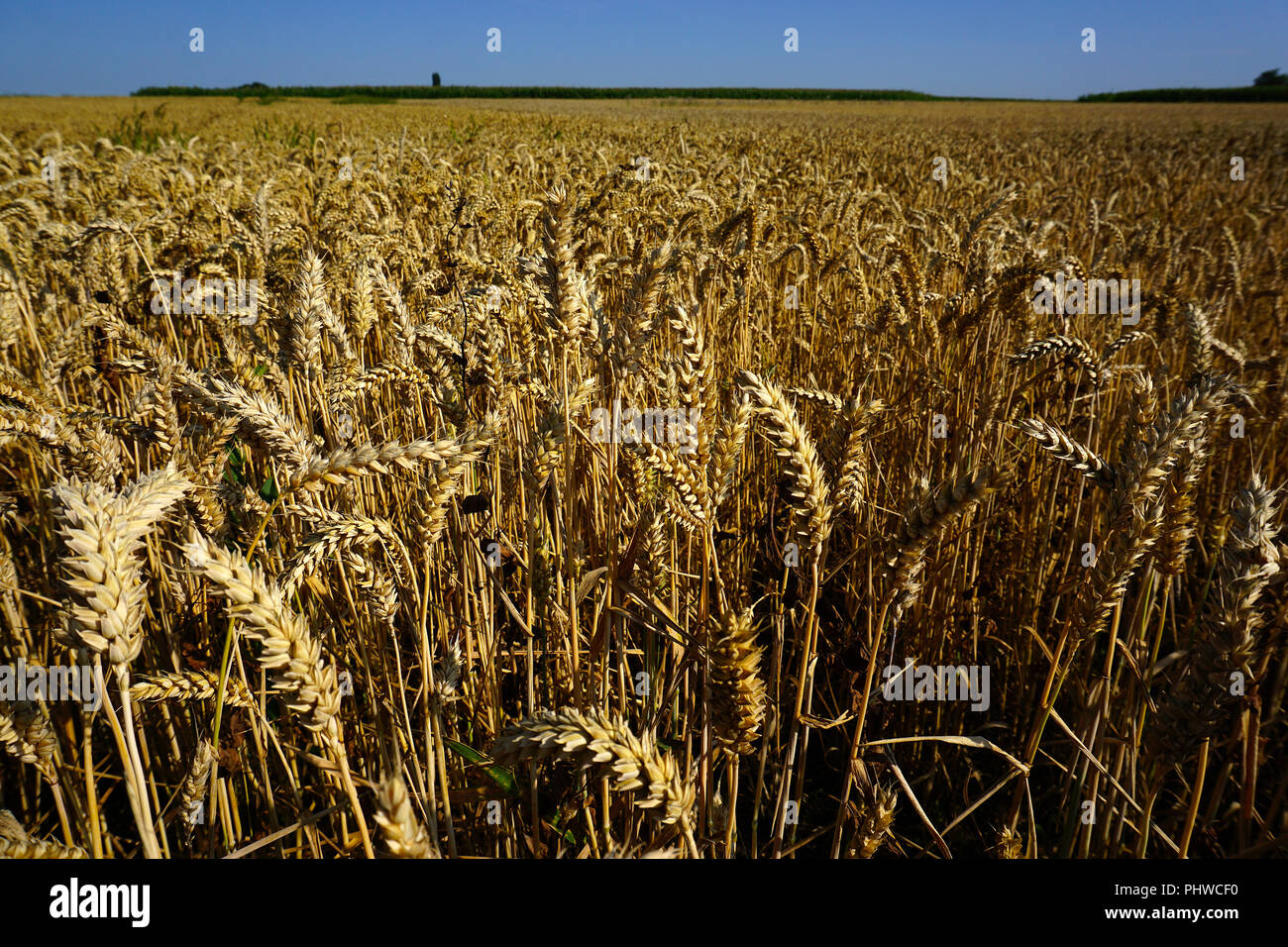 Wheatfield hi-res stock photography and images - Alamy