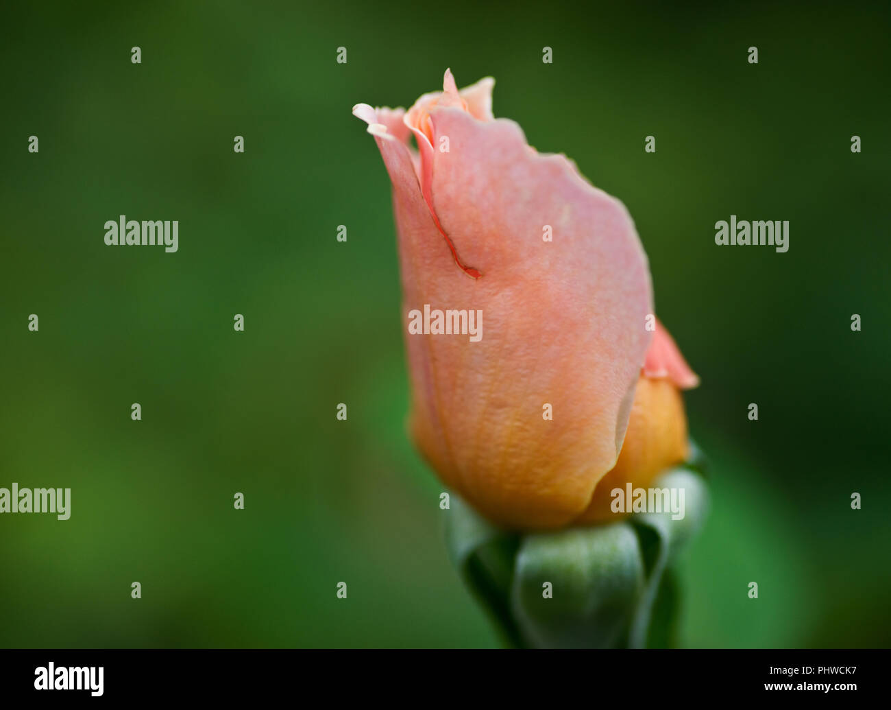 Macro shot of the Peace rose, formally Rosa 'Madame A. Meilland'. Bud ...