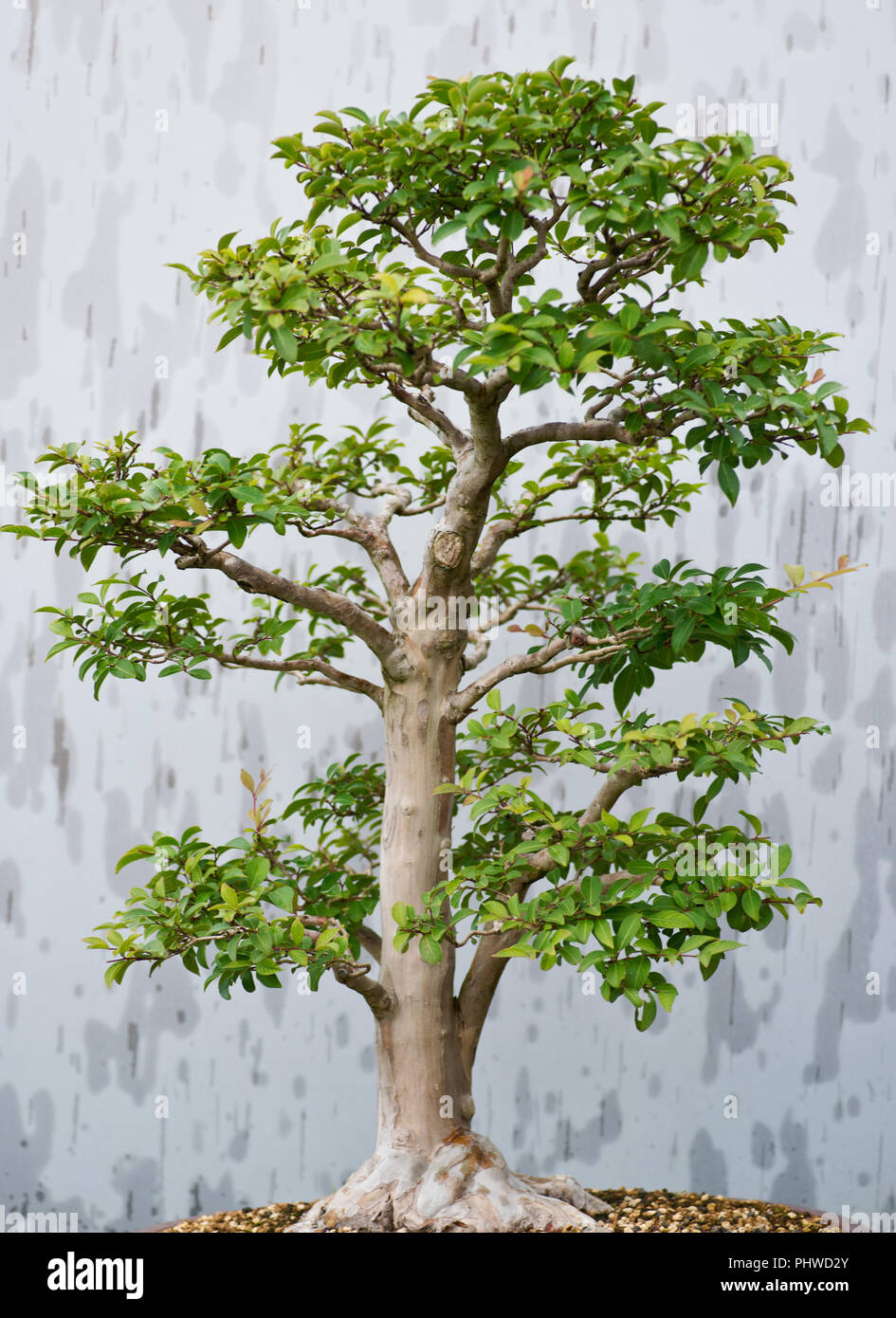 Traditional bonsai tree, Japanese art form using trees grown in ...
