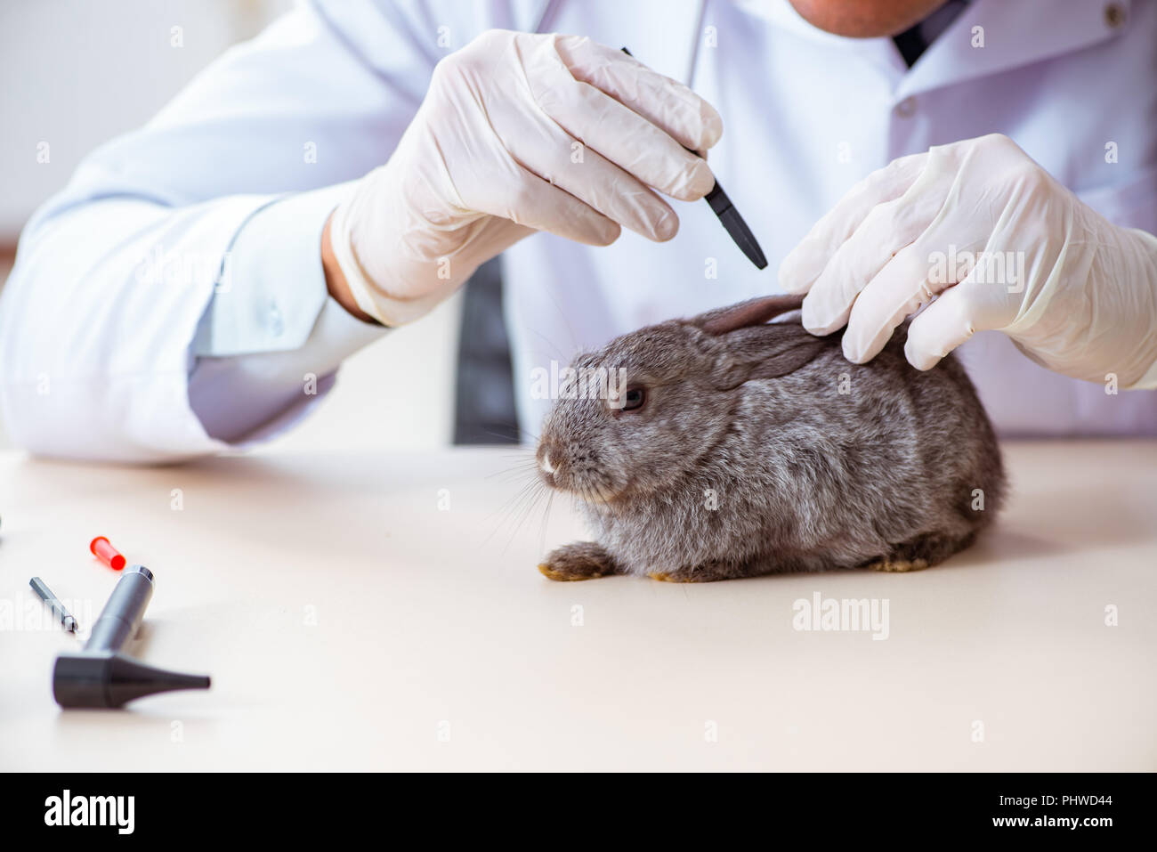 Vet doctor checking up rabbit in his clinic Stock Photo - Alamy