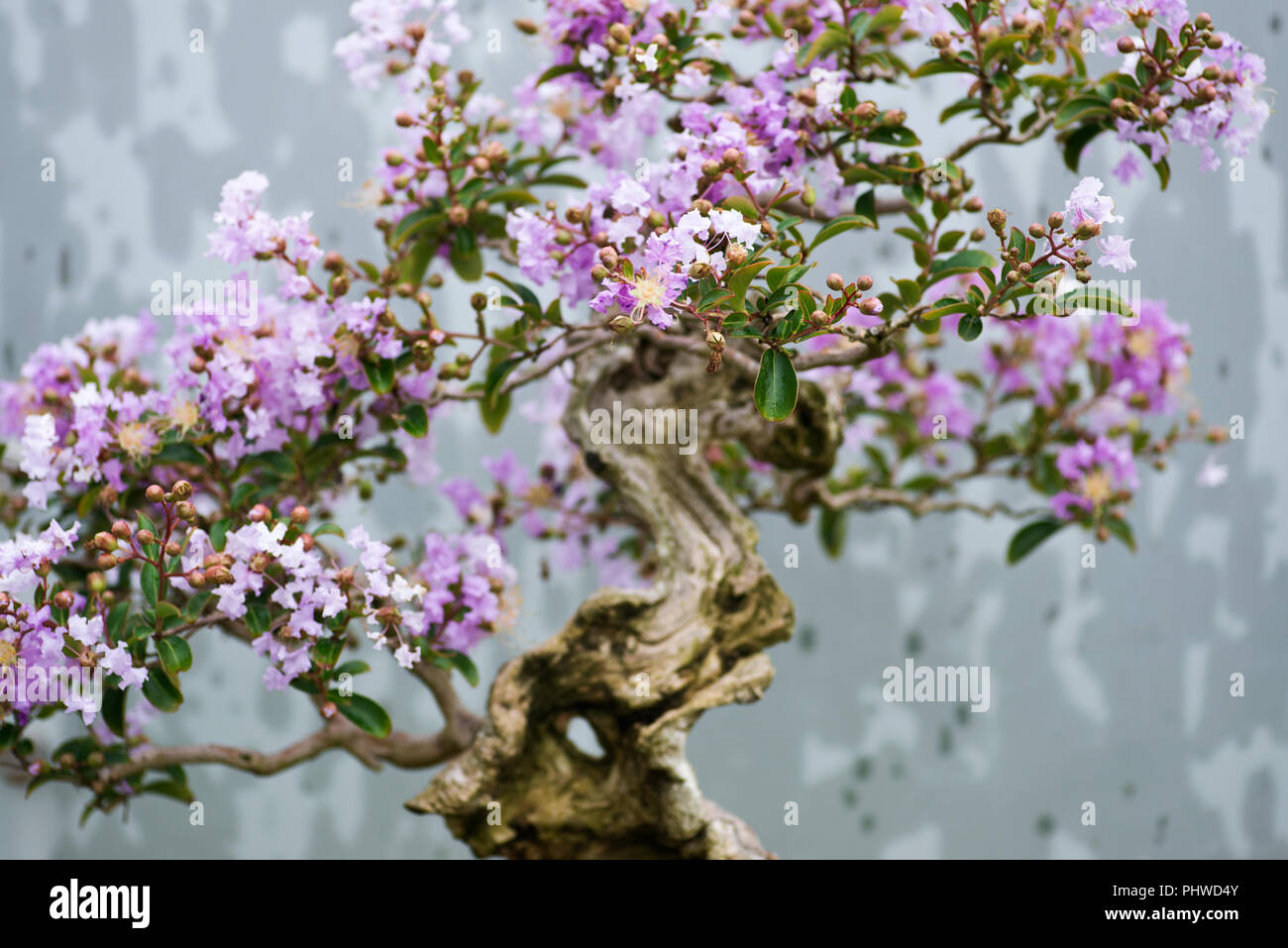 Details of traditional bonsai tree, Japanese art form using trees grown ...