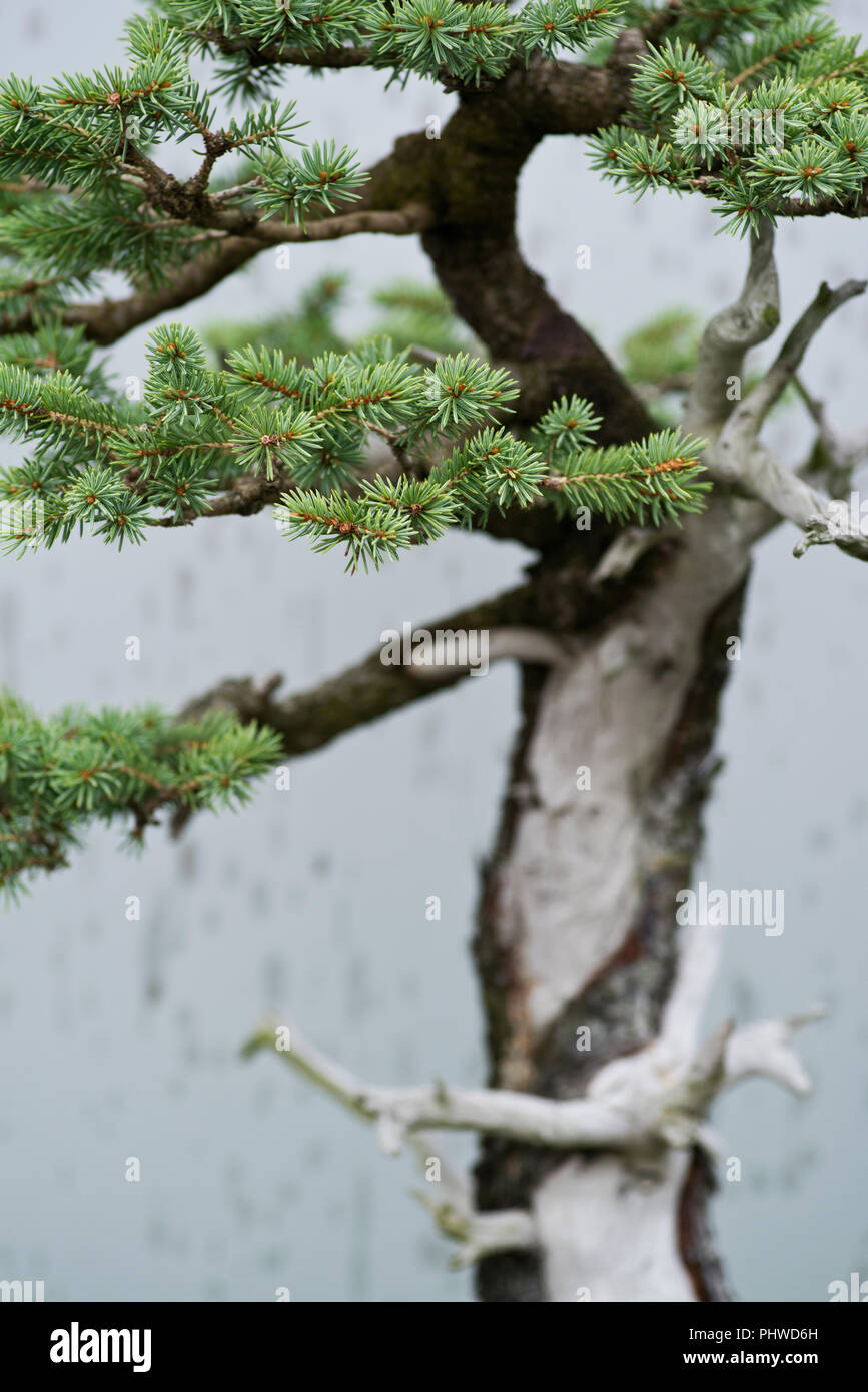 Details of traditional bonsai tree, Japanese art form using trees grown ...