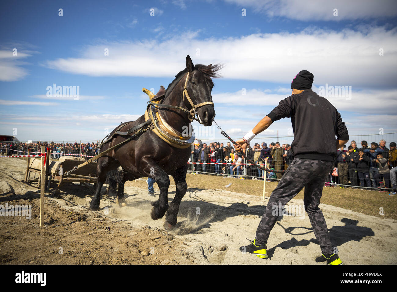 Horse Pull High Resolution Stock Photography and Images - Alamy