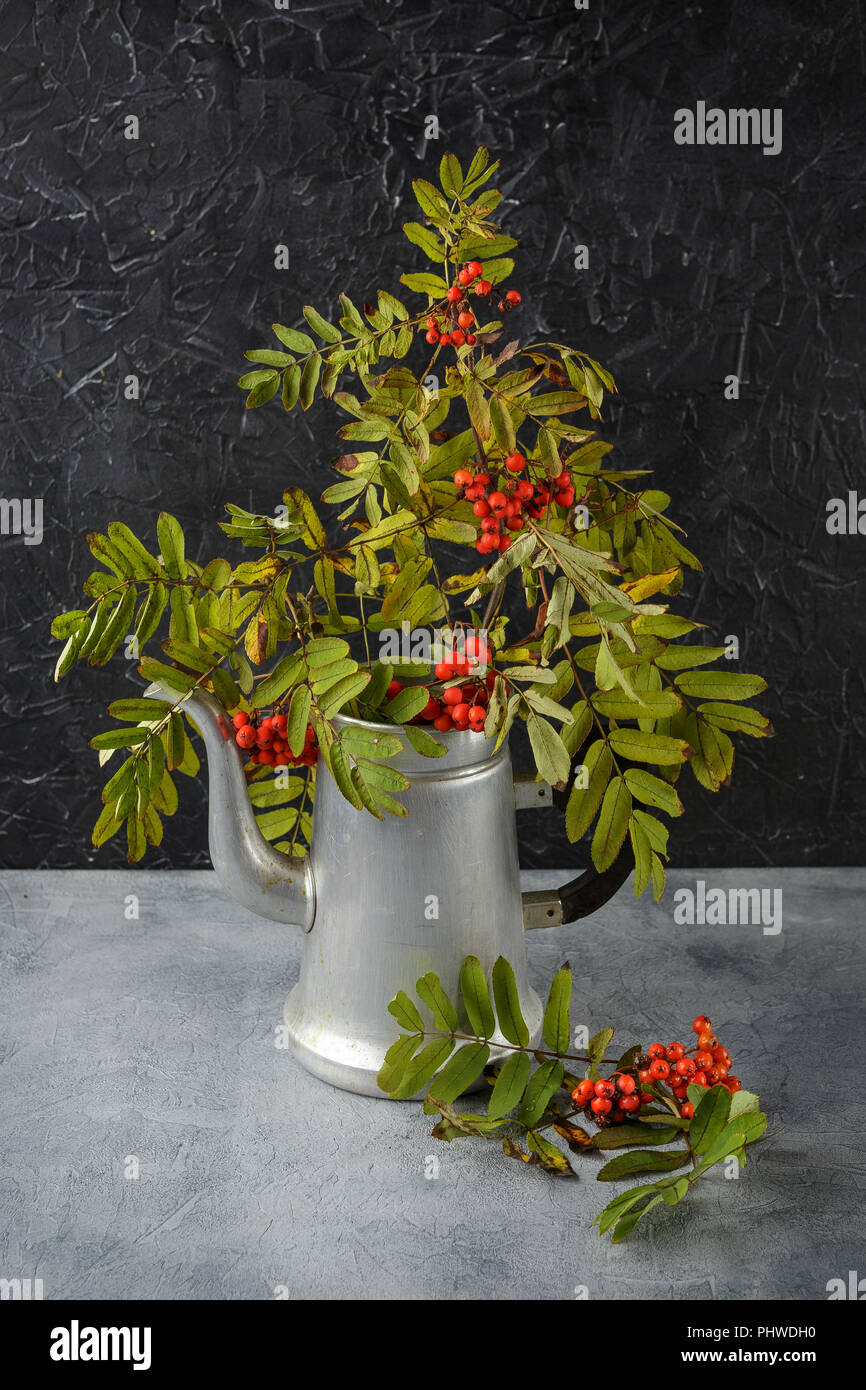 autumn still life with rowan Stock Photo - Alamy