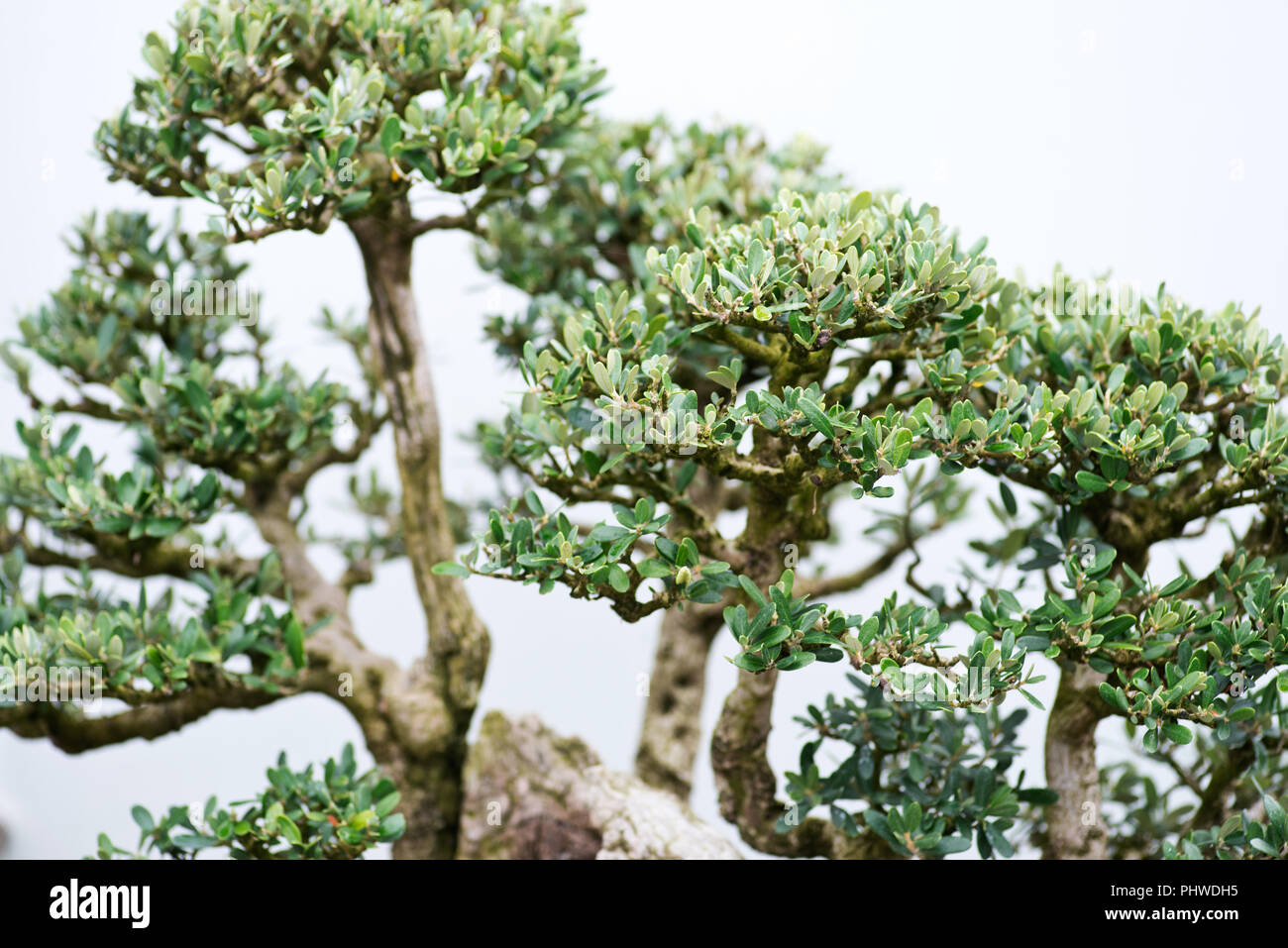 Traditional bonsai tree, Japanese art form using trees grown in ...