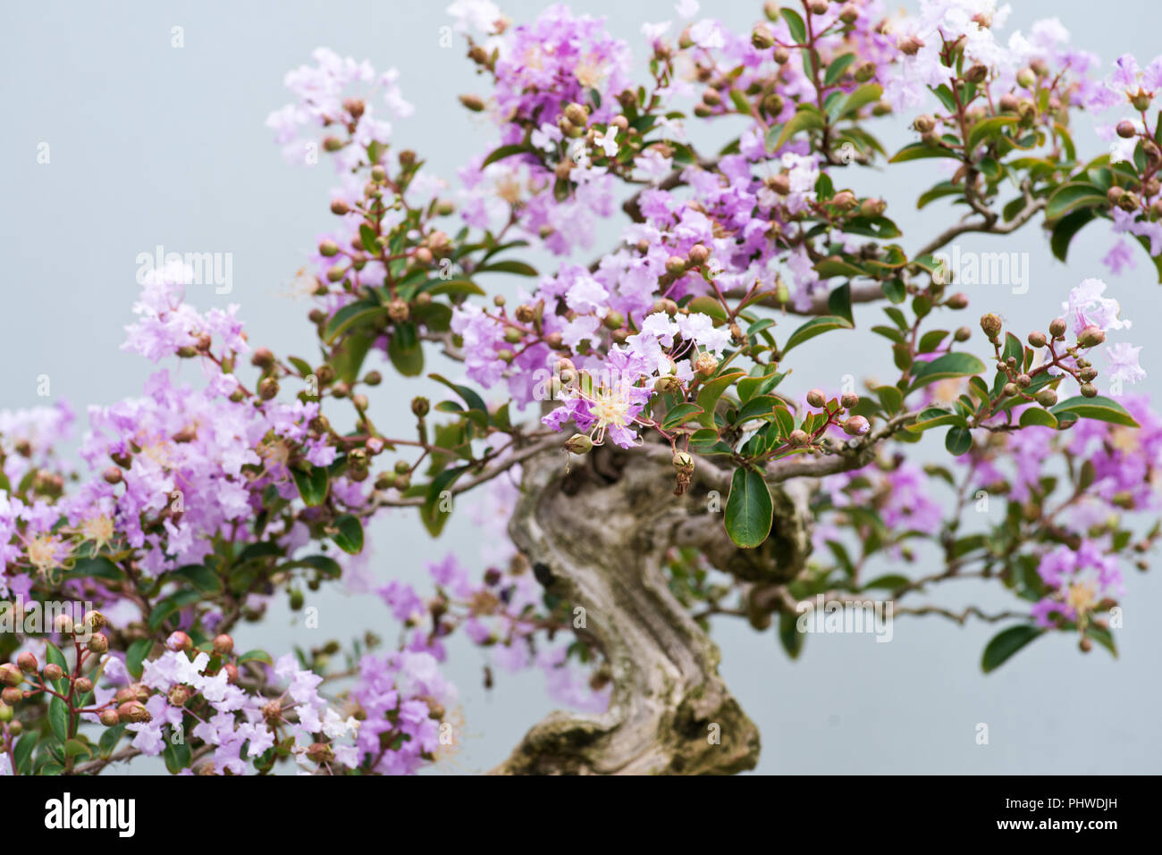 Traditional bonsai tree, Japanese art form using trees grown in ...
